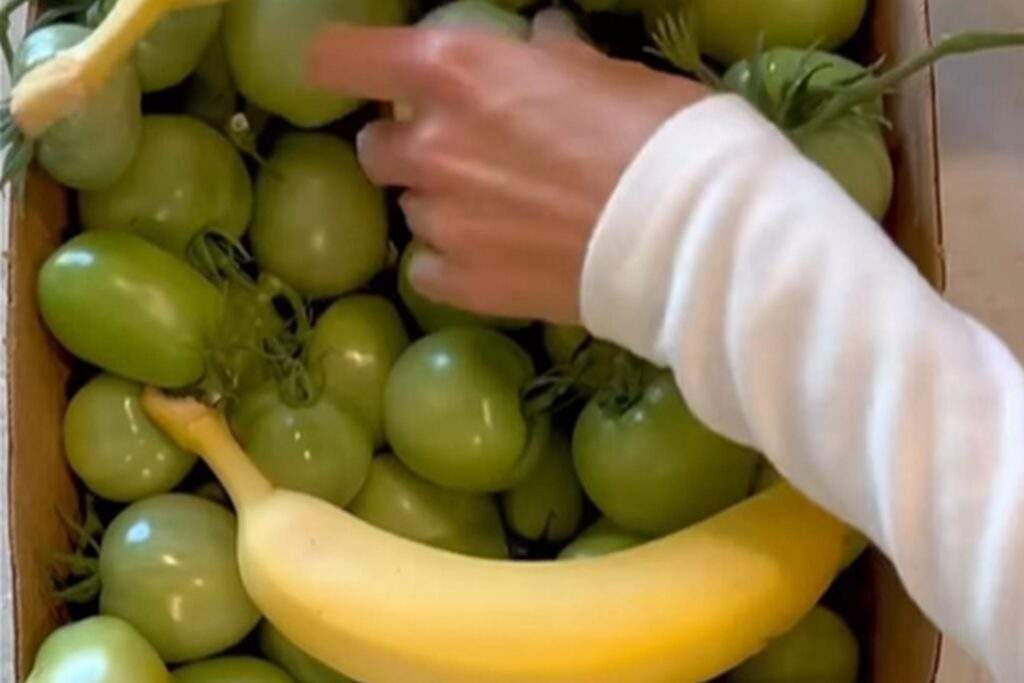Banány vložte do zelených paradajok a prikryte ich. Okamžite vám ...