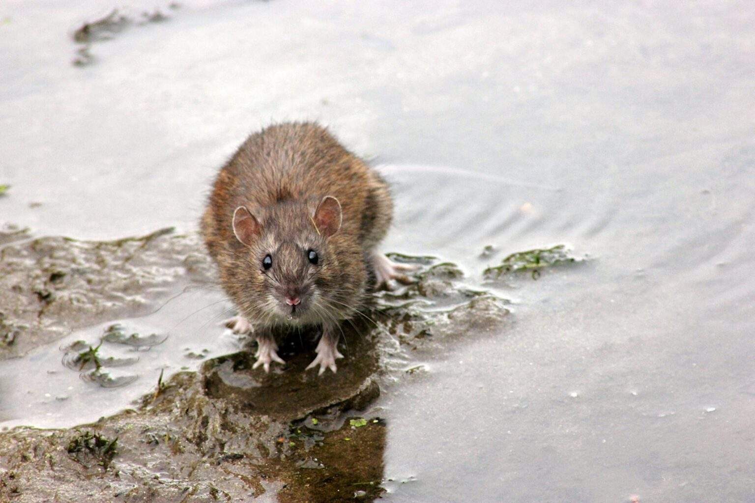 Vajcia vám ostanú čerstvé mesiace. Skúste metódu našich predkov • Plénum