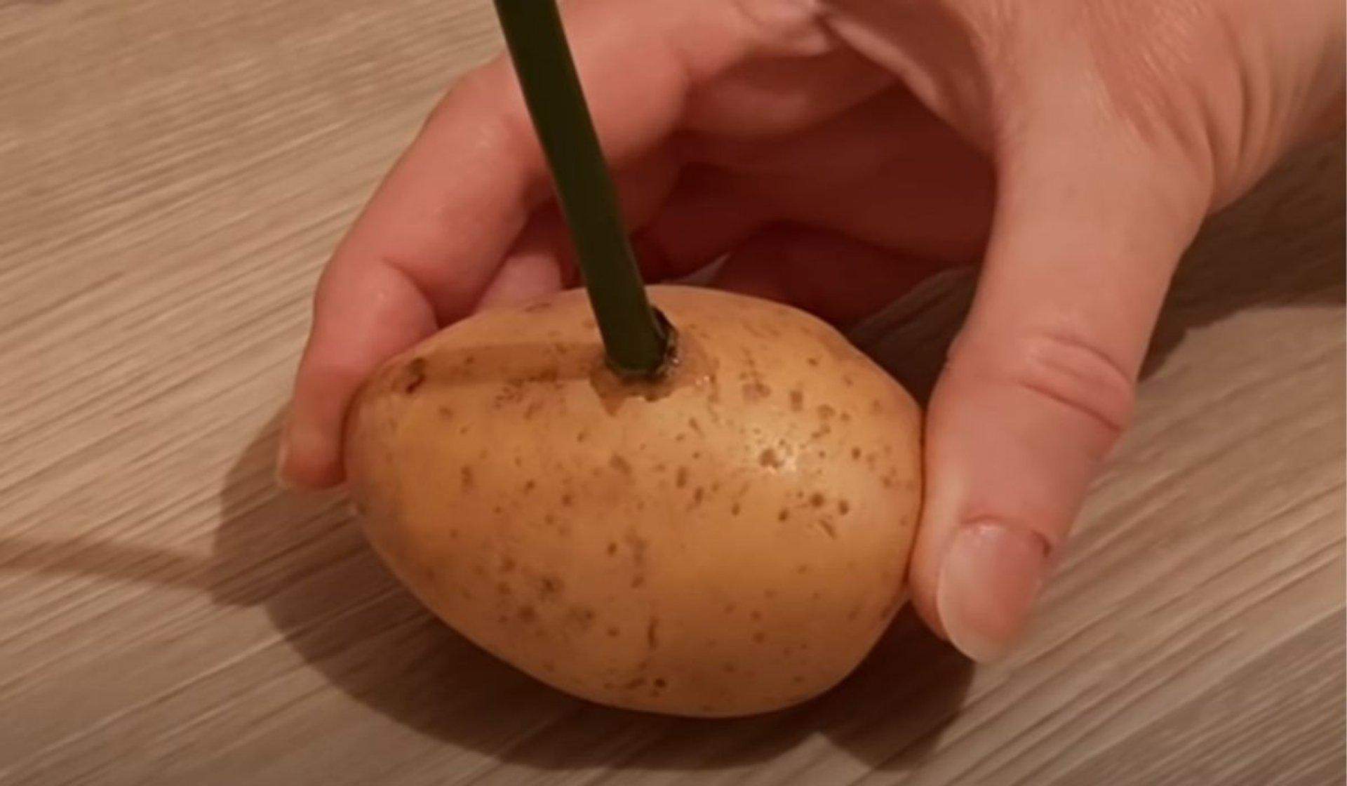 Zapichnite stonku tejto rastliny do zemiaka. Takto sa krásne rozmnoží ...