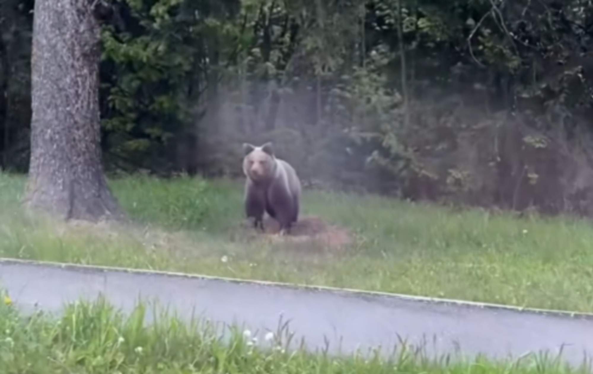 Medveď na okraji dediny roztrhal muža. Lesníci varujú pred premnožením ...
