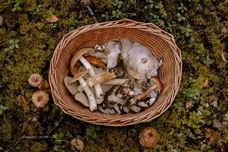 Kam na huby? Tieto stromy vám prezradia, kde hľadať plný kôš hríbov ...