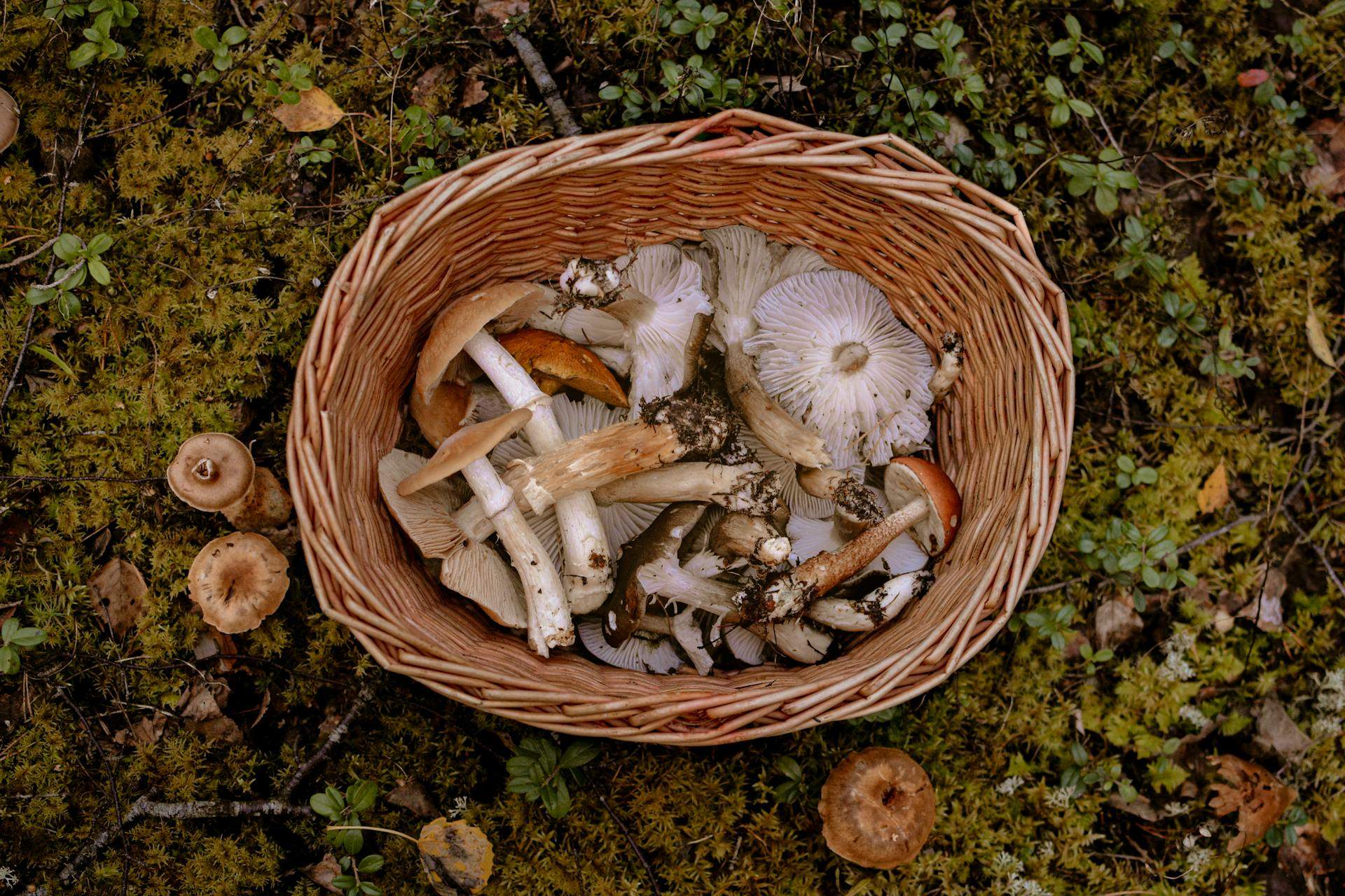 Umývať alebo neumývať huby z lesa? Hubári sa o tom neustále hádajú • Plénum
