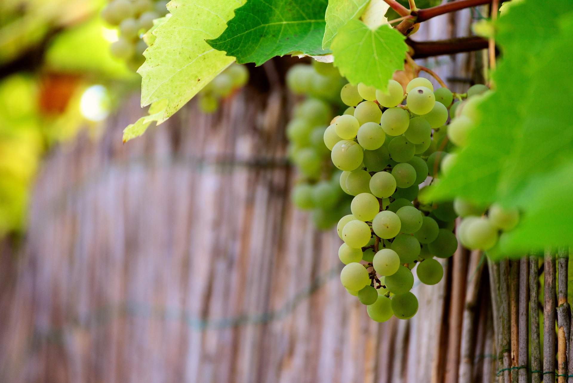 Ochráňte svoje hrozno pred vtákmi. Metódy, ktoré fungujú roky • Plénum